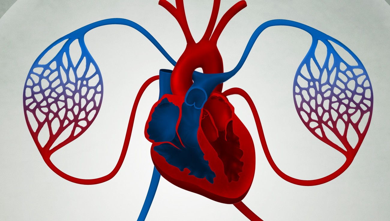 The Circulatory System : Science Office